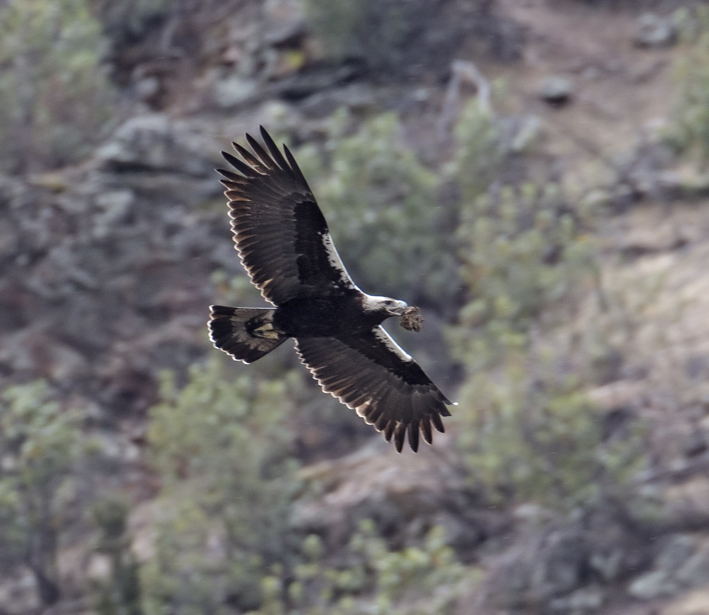 pewit: Spanish Imperial Eagle