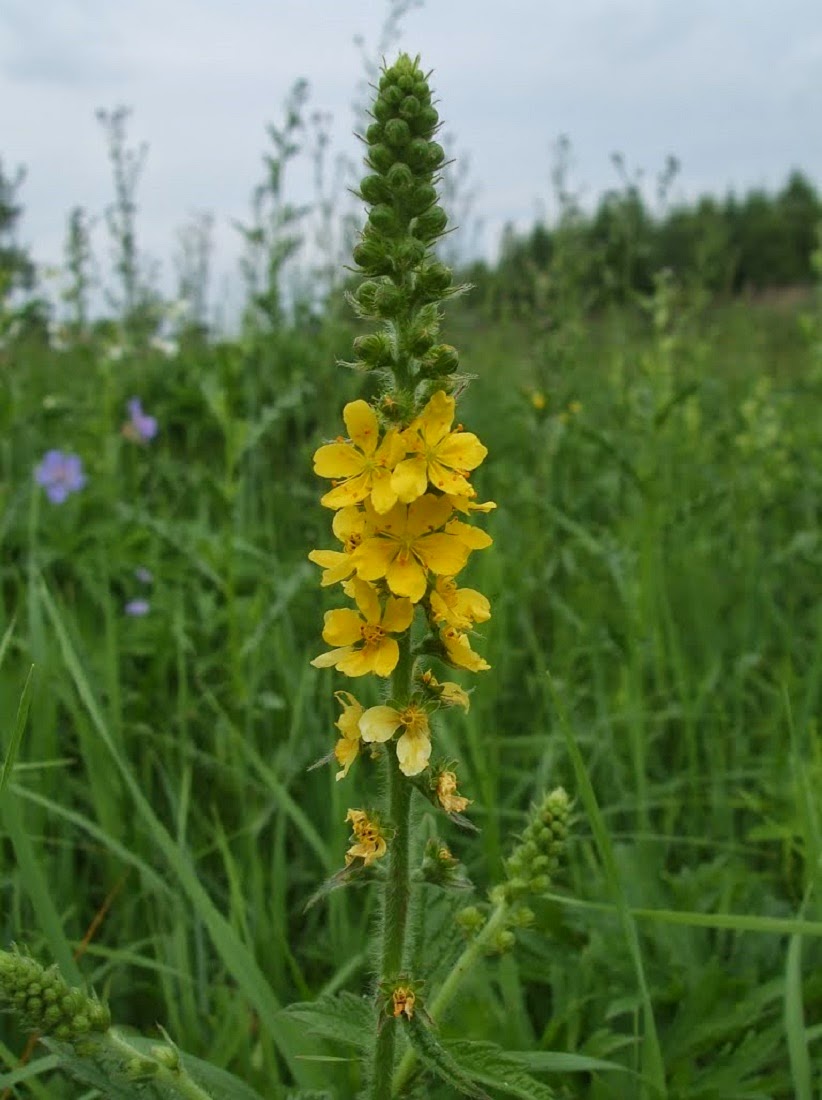 CURARSI CON L'AGRIMONIA EUPATORIA - Blog di pociopocio