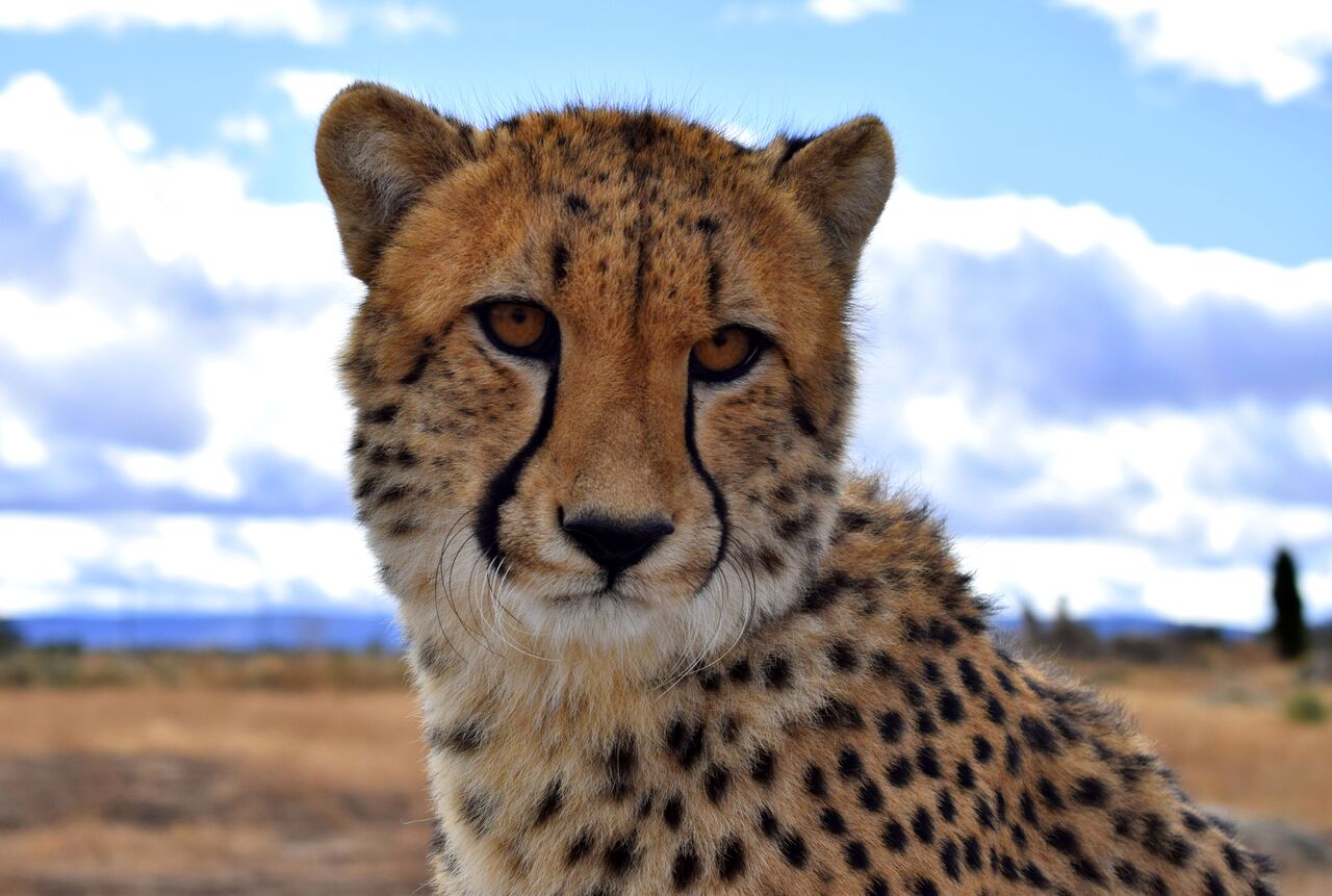 ANIMALIÑOS: LOS GRANDES FELINOS