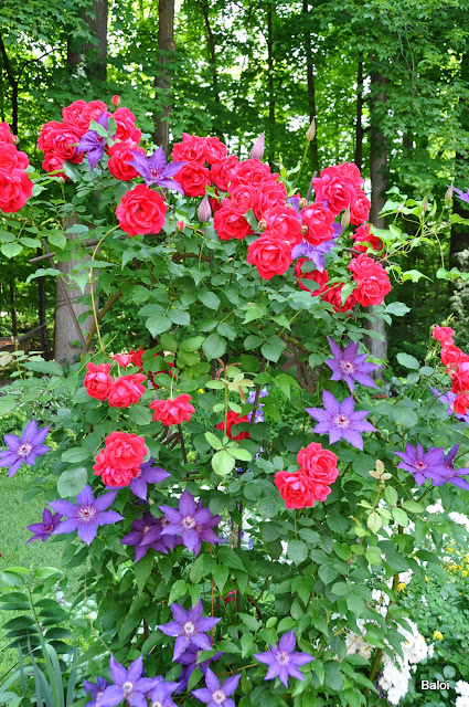 Gardeners with kids: Monday's Favorite Flower combinations #3