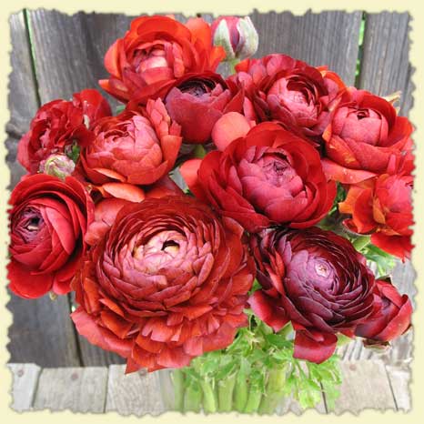 A Work in Progress: Flower Power: Ranunculus