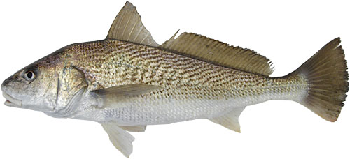 Minhoca de Praia: Peixes: Corvina