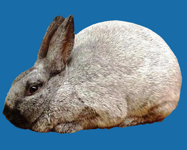 Argente Rabbit Pictures