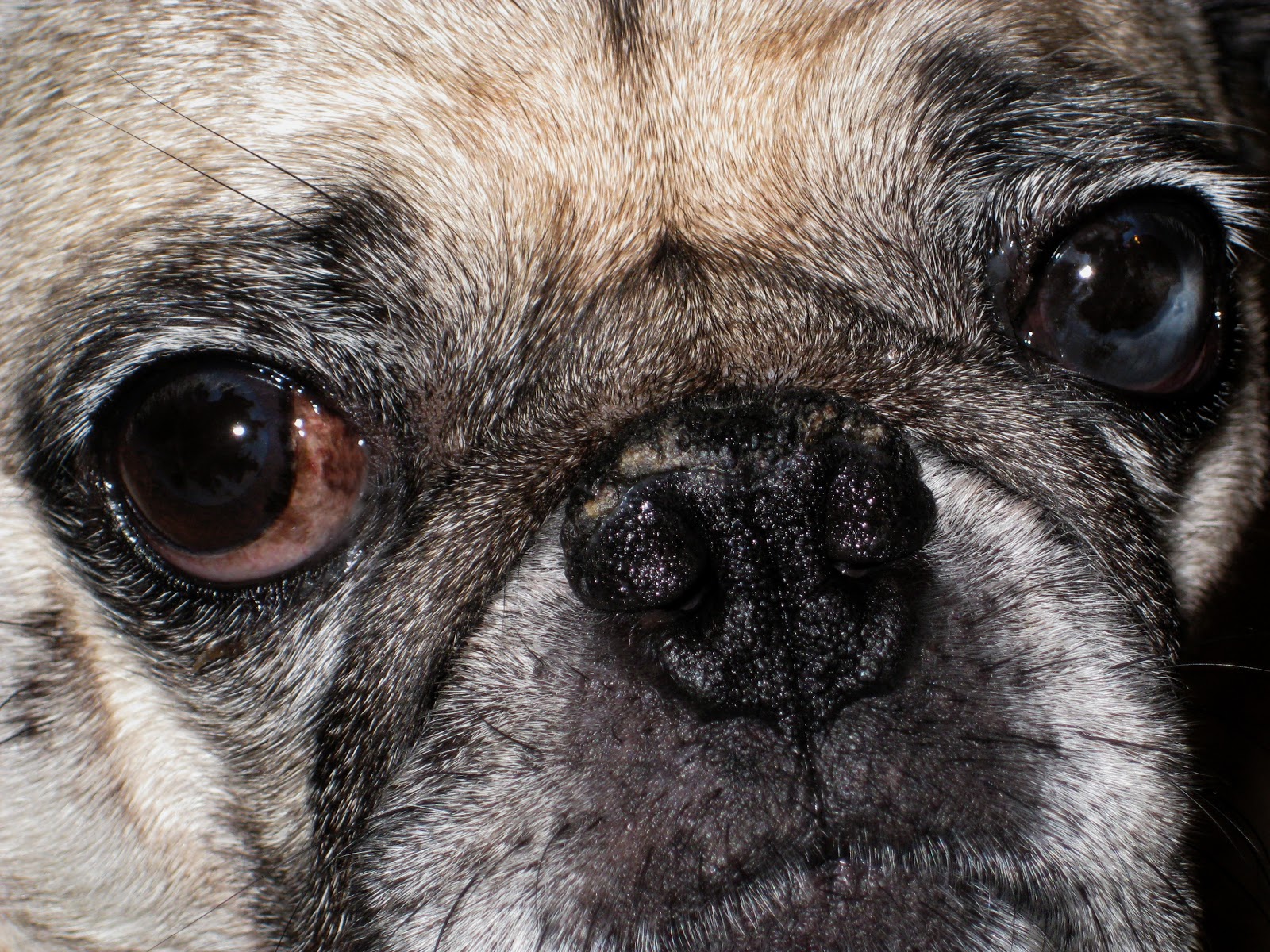 Pug Life: Pug Reviews: Snout Soother