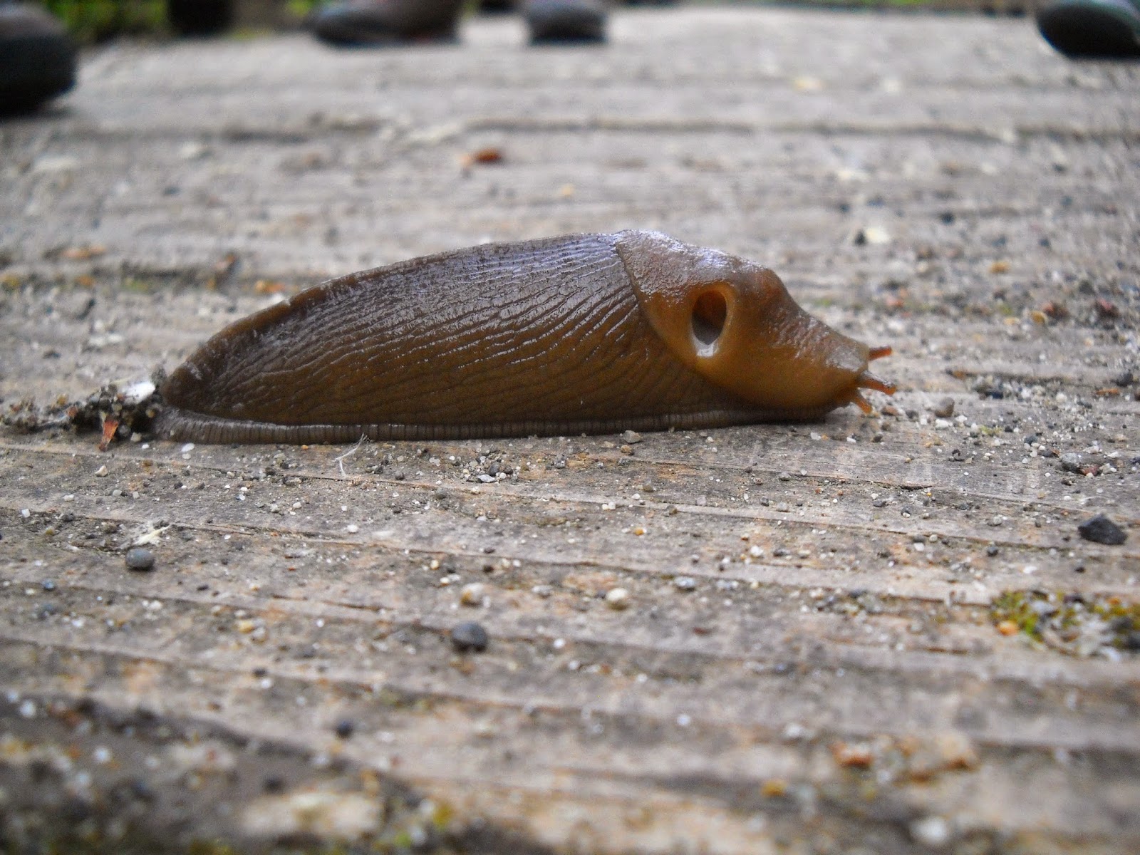 Flying Cat Circus: Slugs