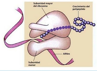 Célula Eucariota: Ribosomas