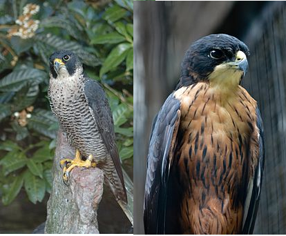 Burung Alap - Alap Dan Jenis- Jenisnya ~ Jendela Lestari