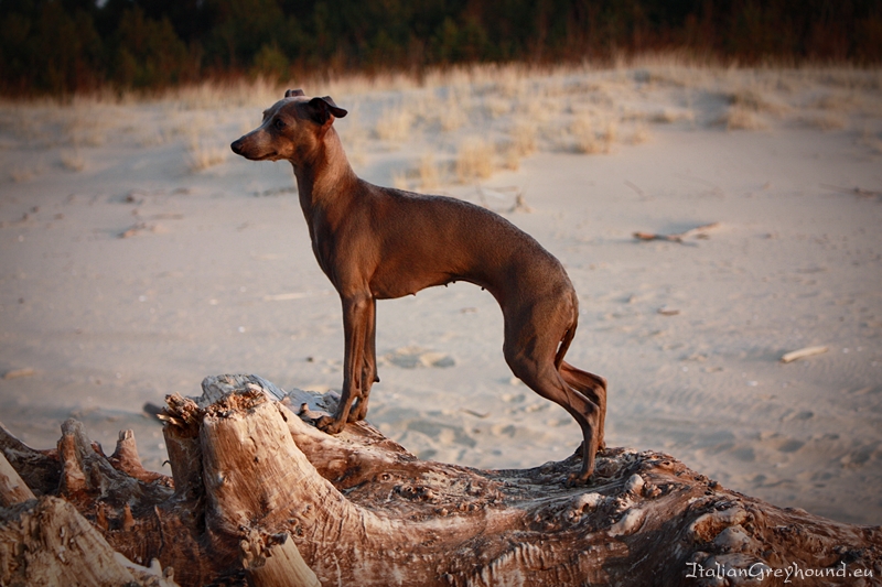 STUPOR MUNDI Italian Greyhounds