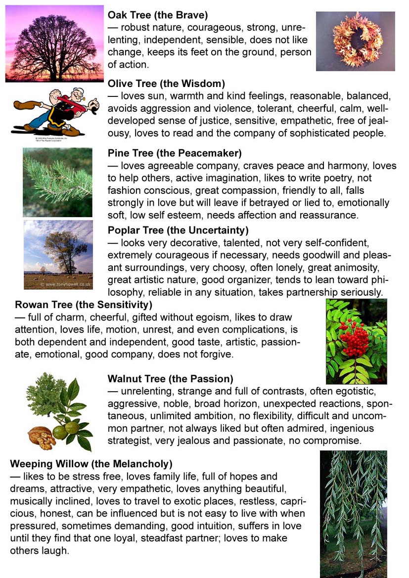 Fun Masti Entertainment: (°TaNoLi°) Types of Trees