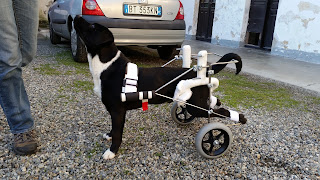 GAMBAROTELLA di Cerri Claudio - Carrelli Artigianali per cani