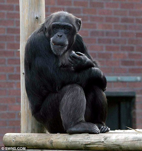 The animal zone: Going ape! Crazed chimp runs amok and throws food at ...