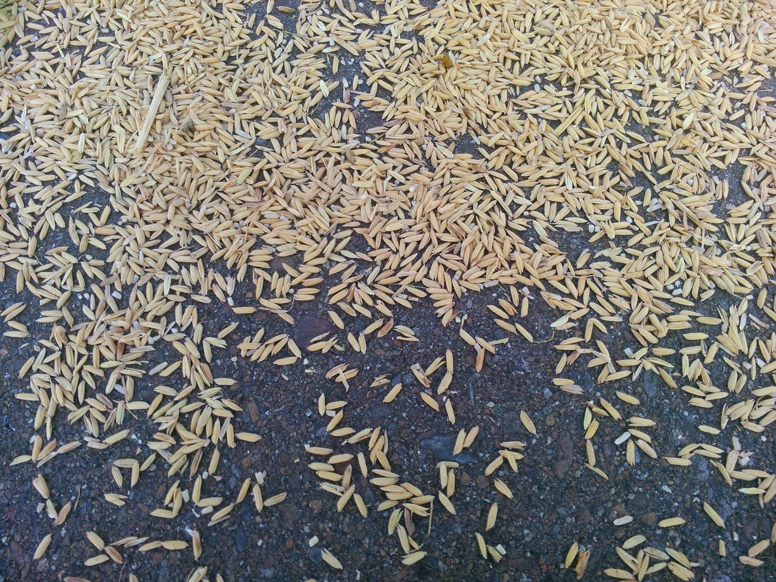 Sister Danai Sirrine: October 26, 2013 Photos from Elder & Sister ...