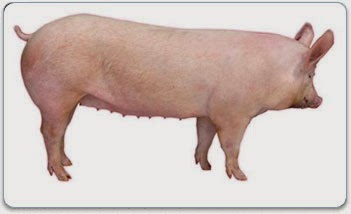 Heo giống Định An
