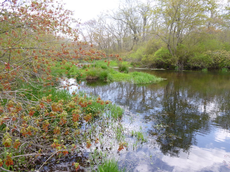Going to the water: Tenkara Fishing in Carmans River, Long Island, NY