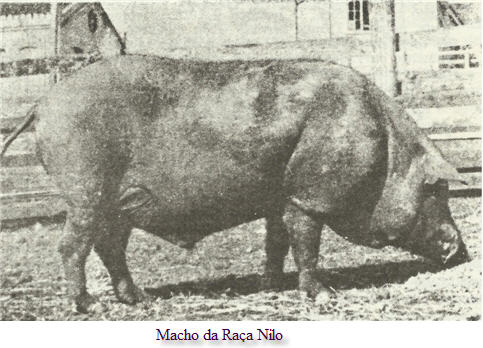 S T R A V A G A N Z A: CRIAÇÃO DE SUÍNOS NO BRASIL- AS RAÇAS BRASILEIRAS