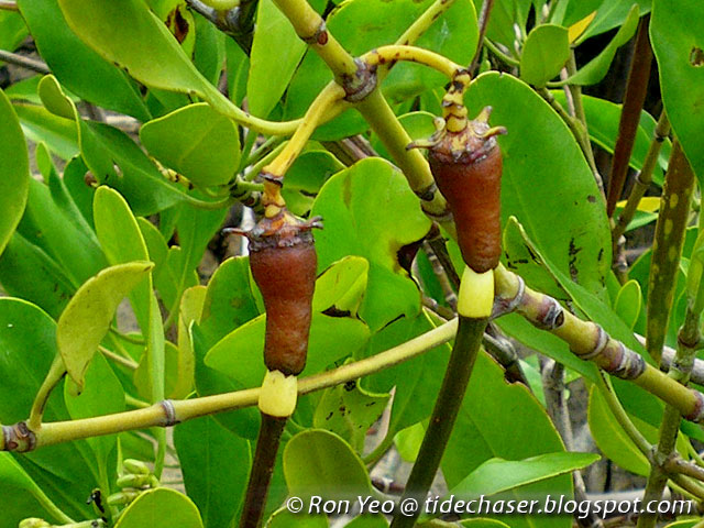 tHE tiDE cHAsER: Tengar (Ceriops tagal)