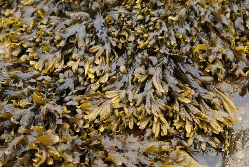 Algen en Wieren: 'Alle' Soorten