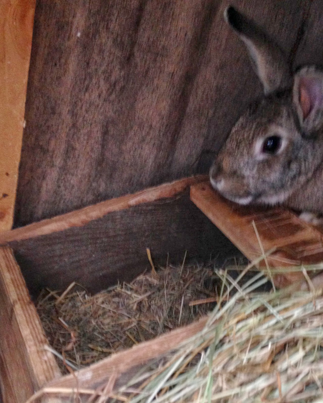 30dirtytoes: Rabbit Tricks