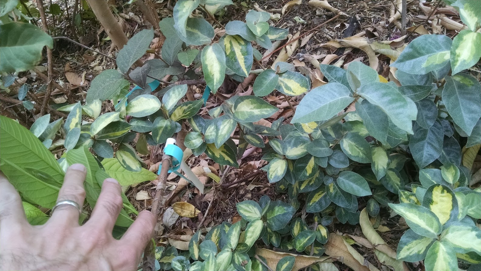 Desert Valley Orchard: Golden Silverberry