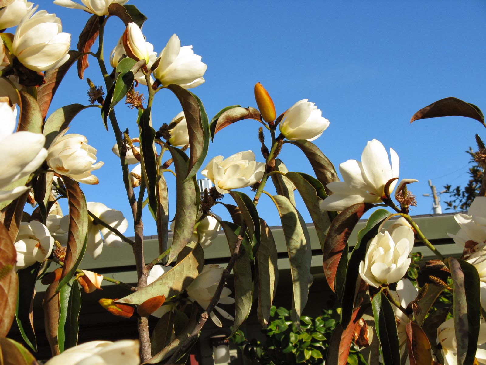Trees of Santa Cruz County: Michelia doltsopa - Chinese Magnolia