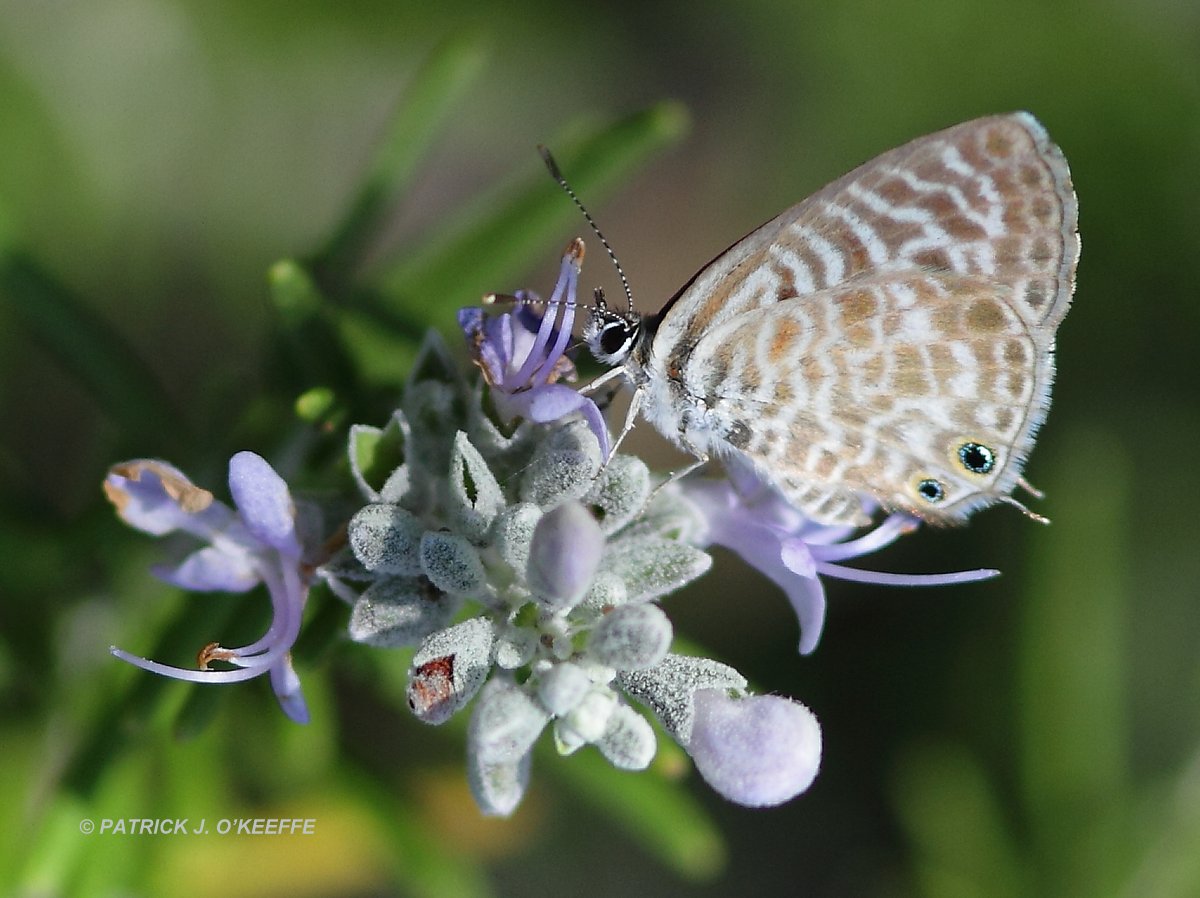 Raw Birds: Butterflies of Spain