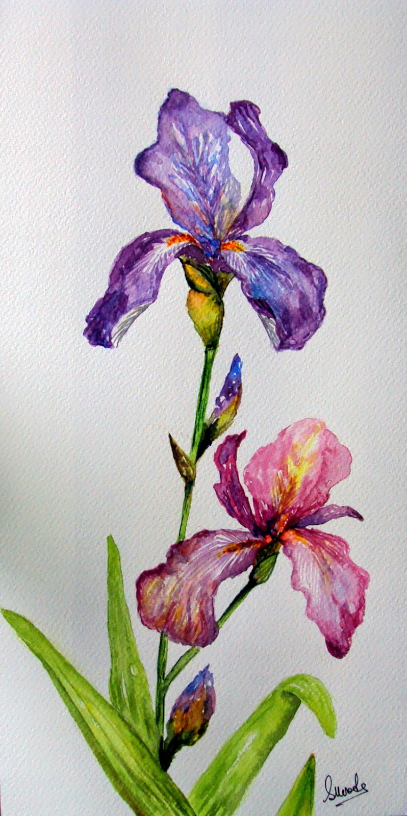purple, iris, flowers, floral, painting, handmade, twin, buds, petals ...