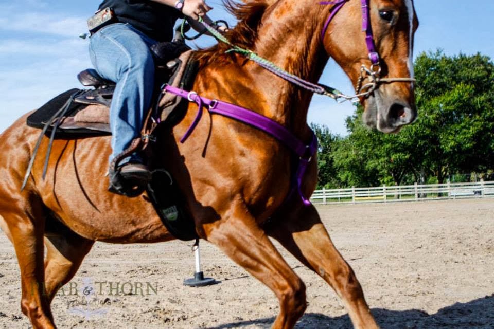 Horses of Florida and points beyond: October 2013