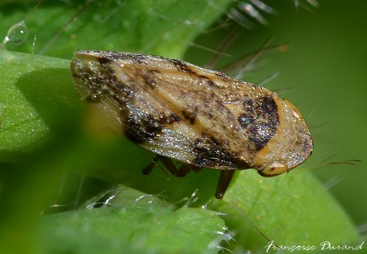 Natur' L: Un petit insecte sauteur du joli nom de Cicadelle, car proche ...