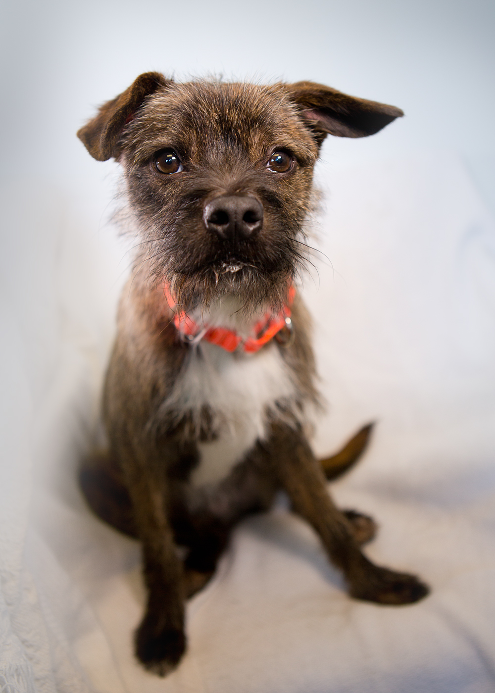 Shelter Dogs of Portland: "CHEWY" fun and adorable young terrier
