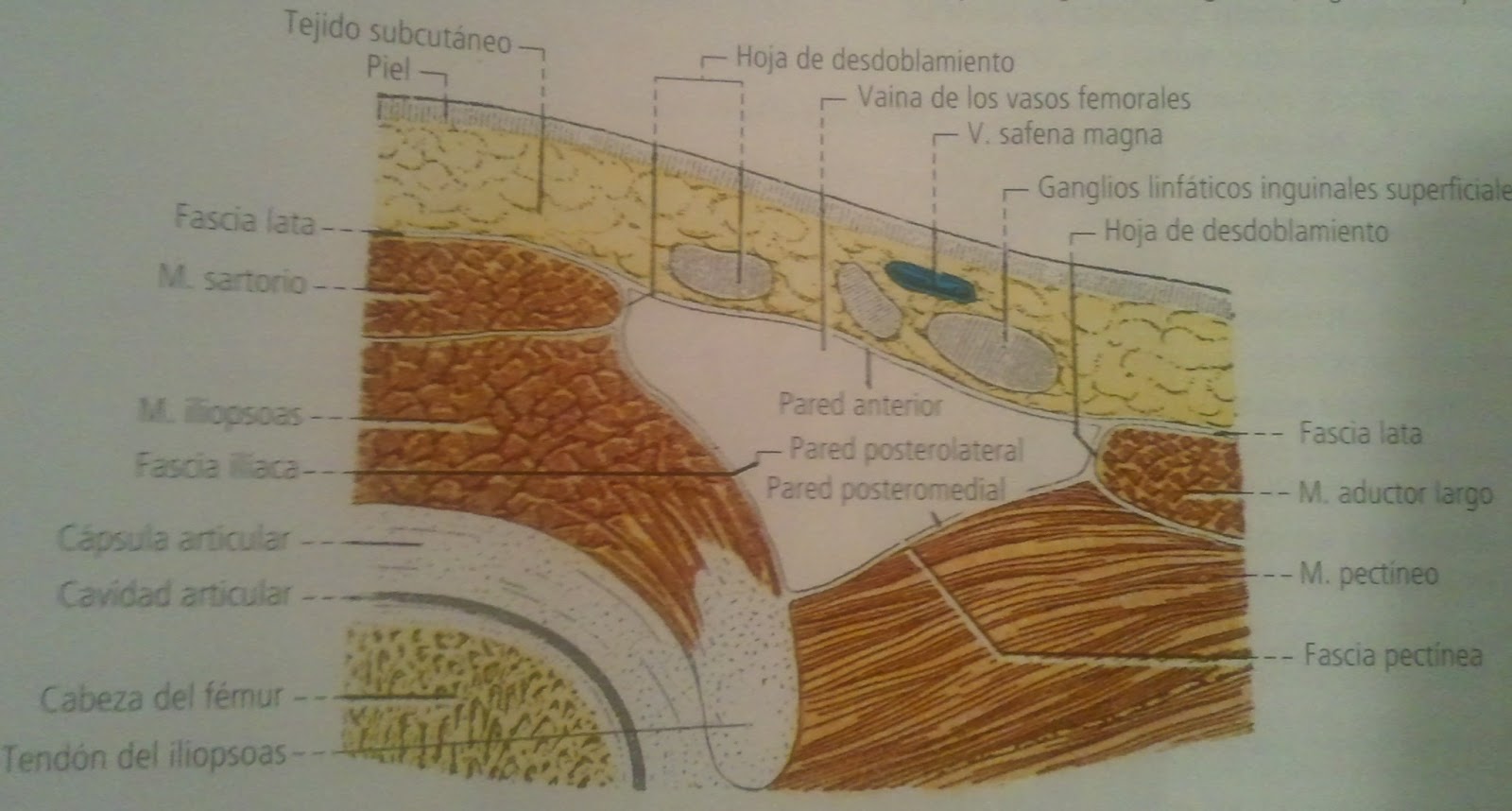 anatomiafacil: Triangulo femoral (de Scarpa)