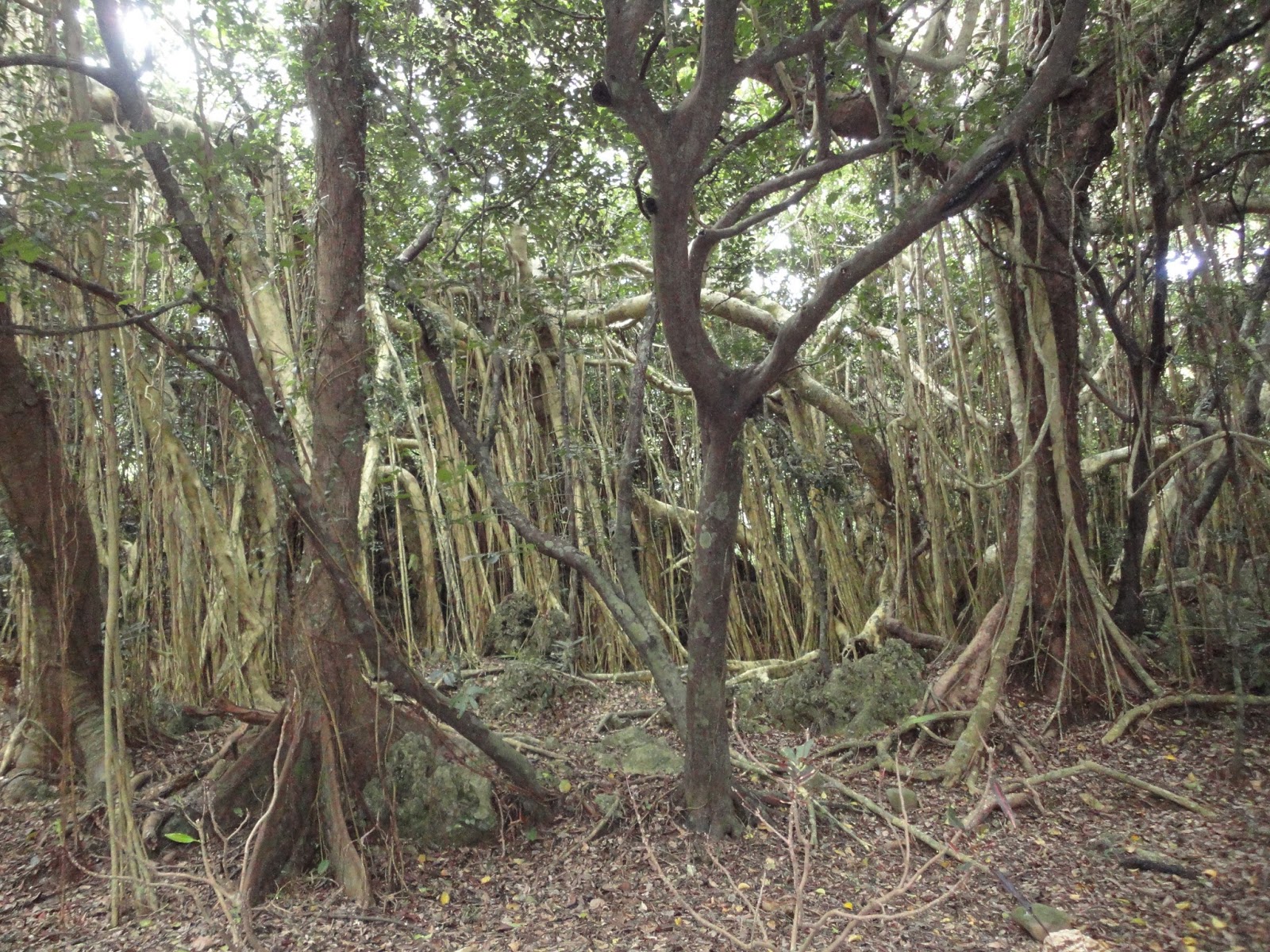 Beyond Rice - The Adventures of Rock n' Ray: Formosa - Beautiful Island