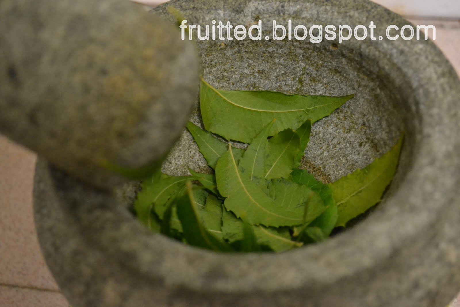 mY FRUiTTED LiFE: daun semambu obat demam campak