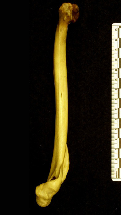 Rigging Asylum: Bird Anatomy - Skeletal