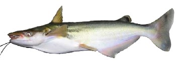 Peixe Mandubé (Ageneiosus brevifilis) ~ Klima Naturali™