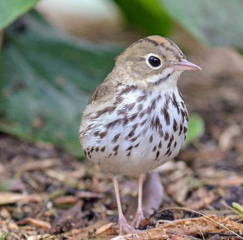 Ovenbird images | Birds of India | Bird World