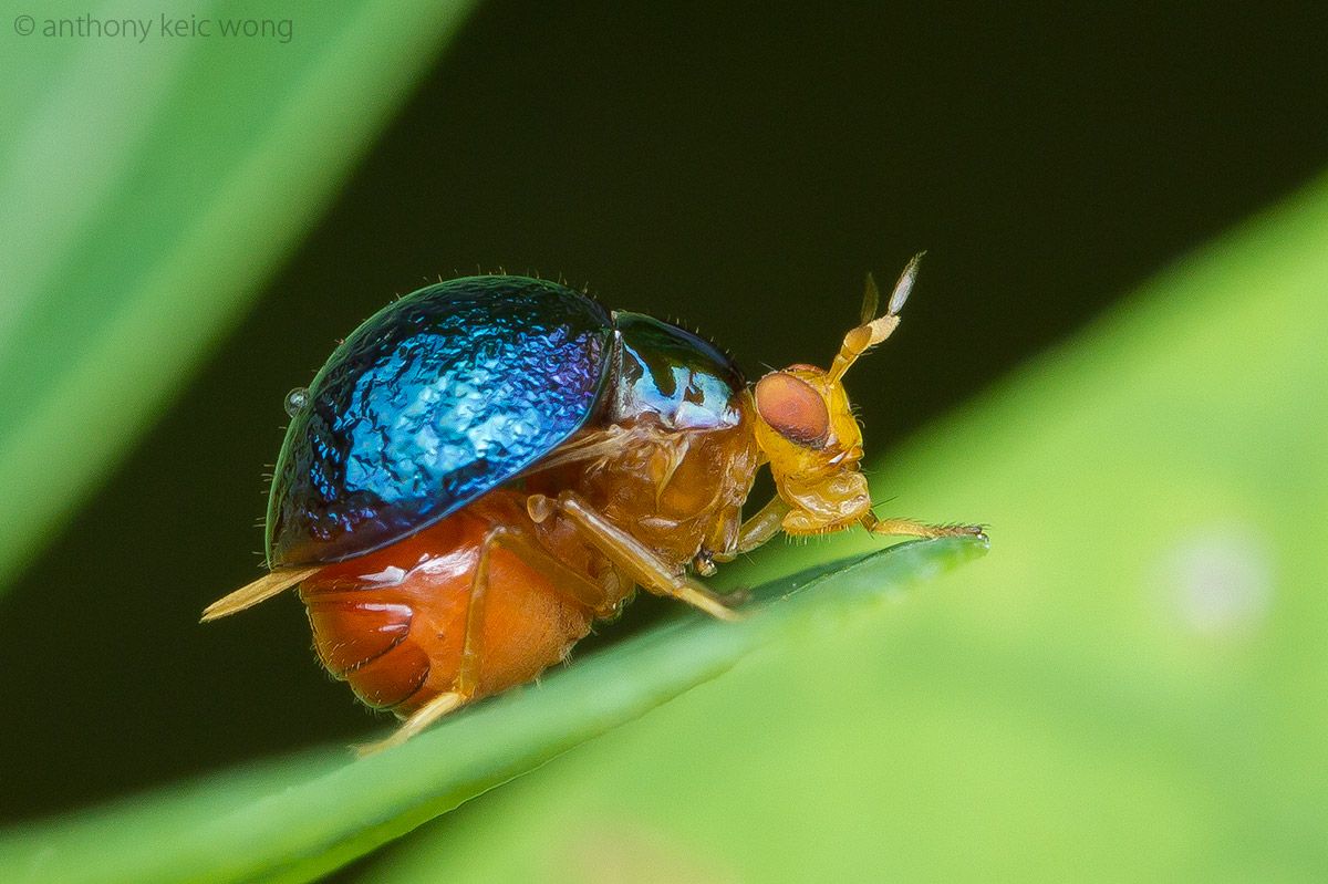 Macro Photography: Beetle-backed fly (Celyphidae)
