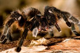 5 Spiders Found at Lake of the Ozarks