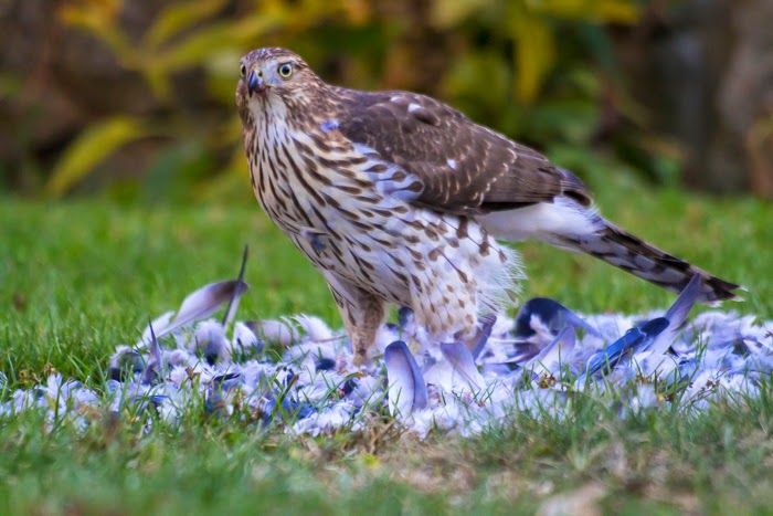 Whimbrel Nature: Cooper's Hawk Vs. Goshawk: A Cautionary Tail