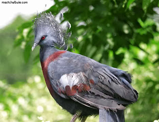 PHOTO KA SABSE BADA COLLECTION: ALL BIRDS PHOTOS