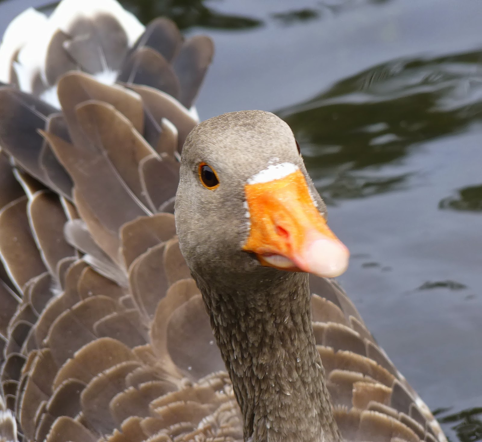 Birding For Pleasure: Greylag Goose