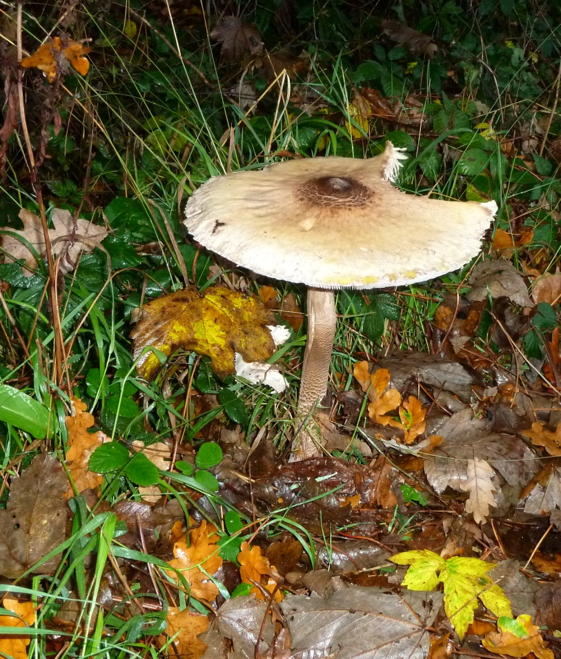 Bursledon Blog: Toadstool