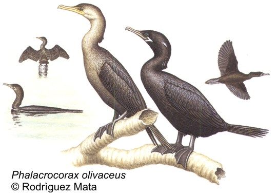 Argentina nativa: Bigua (Phalacrocorax brasilianus)