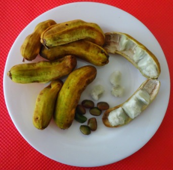 El pacay, un fruto para saborear | Consejos para una buena Nutrición