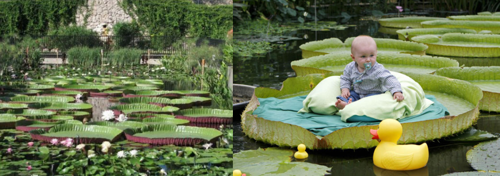 Tumbuhan Raksasa di Dunia - Info Unik Seputar Kita