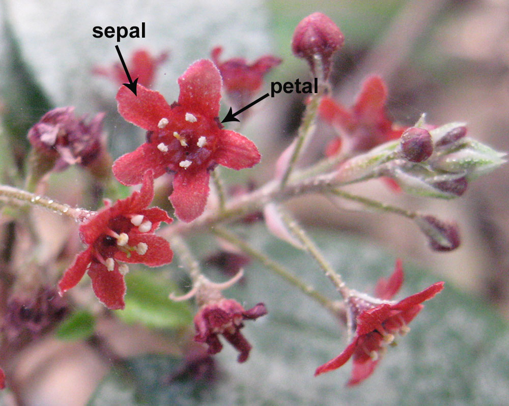 Mother Nature's Backyard - A Water-wise Garden: Plant of the Month ...