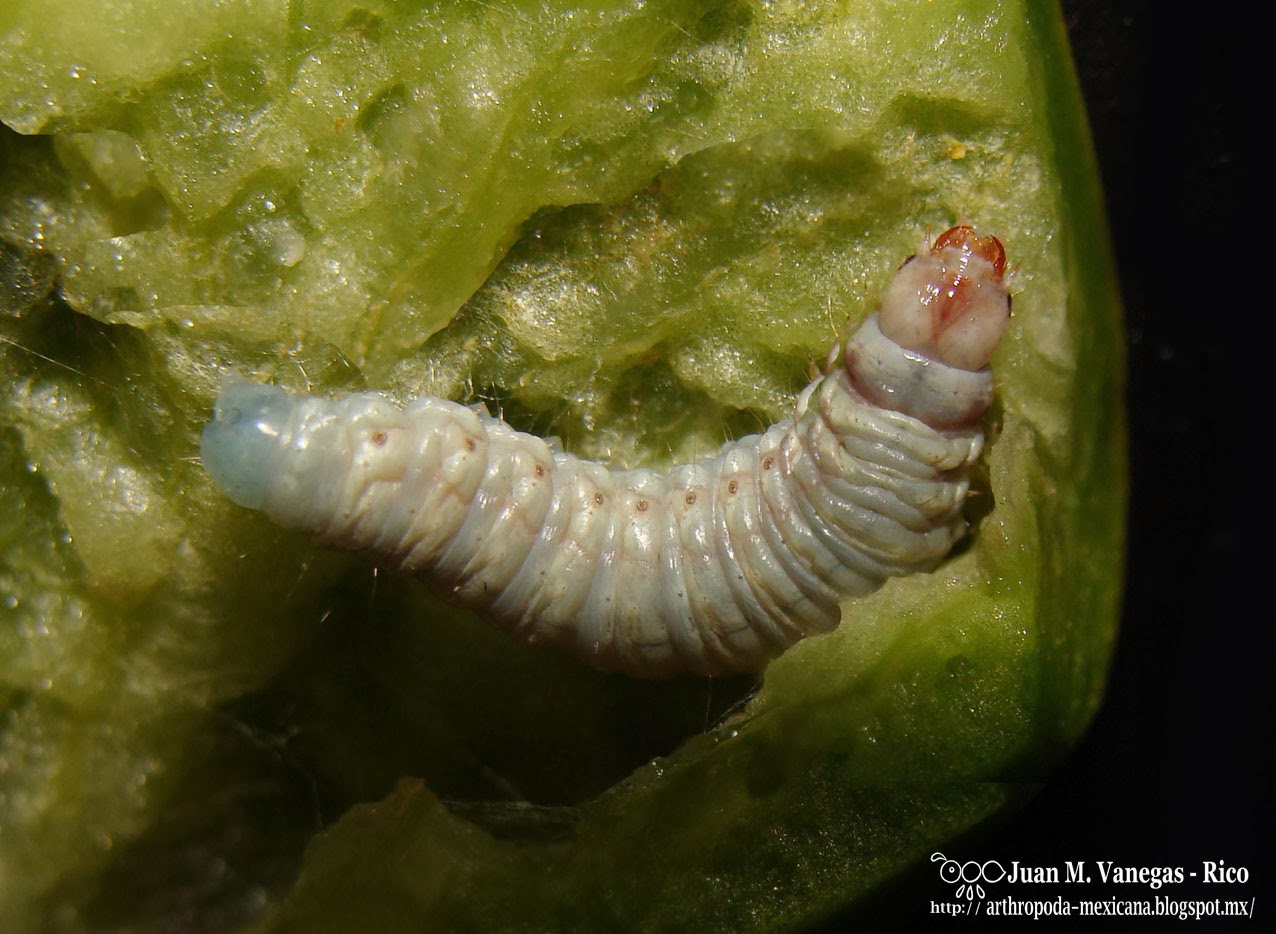 ARTHROPODA MEXICANA: octubre 2013