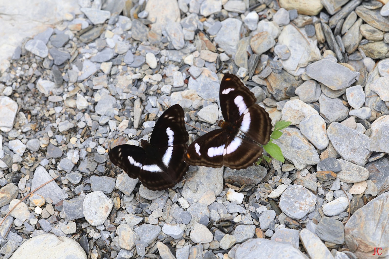 臺灣蝴蝶誌 Butterflies in Taiwan: 雙色帶蛺蝶/台灣單帶蛺蝶(Athyma cama zoroastes)