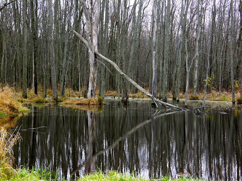 Doug Photo Blog 2012: Dead Wood Swamp