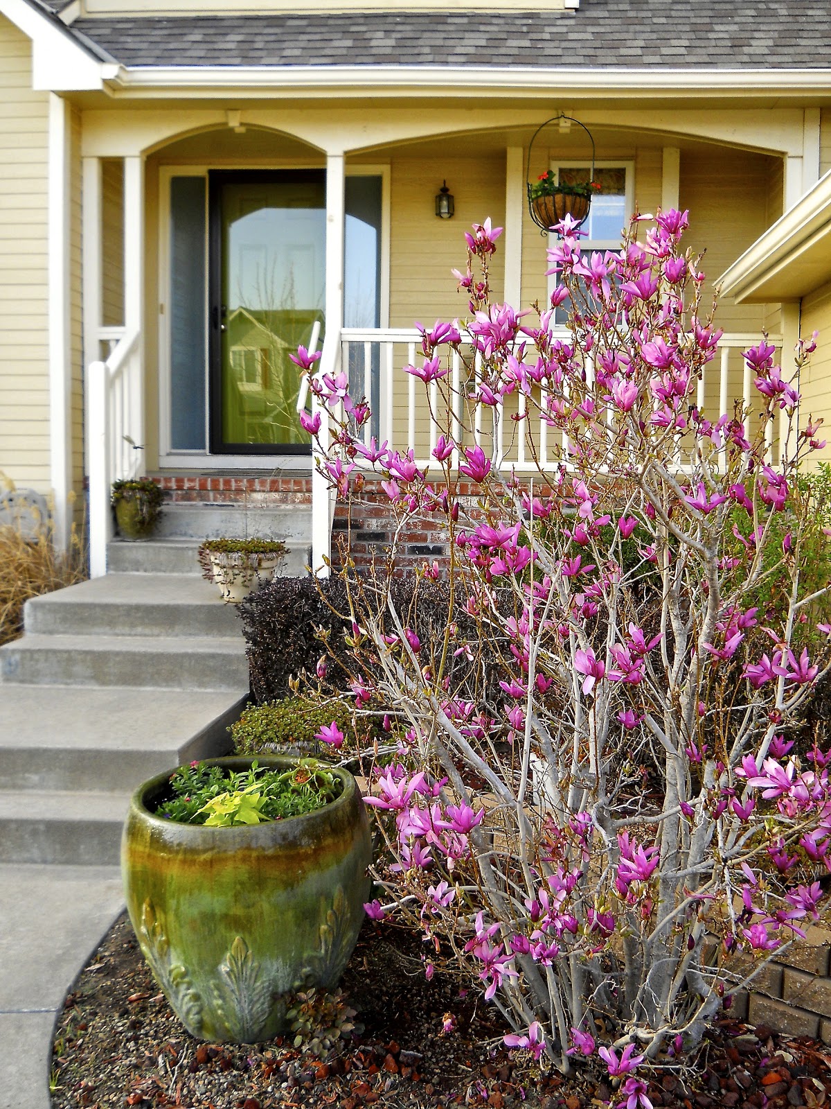 A Kansas Prairie Garden: Japanese Magnolia in bloom again