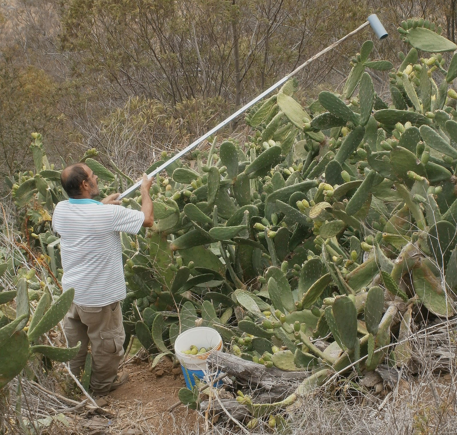 fotográfico: APANHAR TABAIBOS - MACHICO (Madeira)